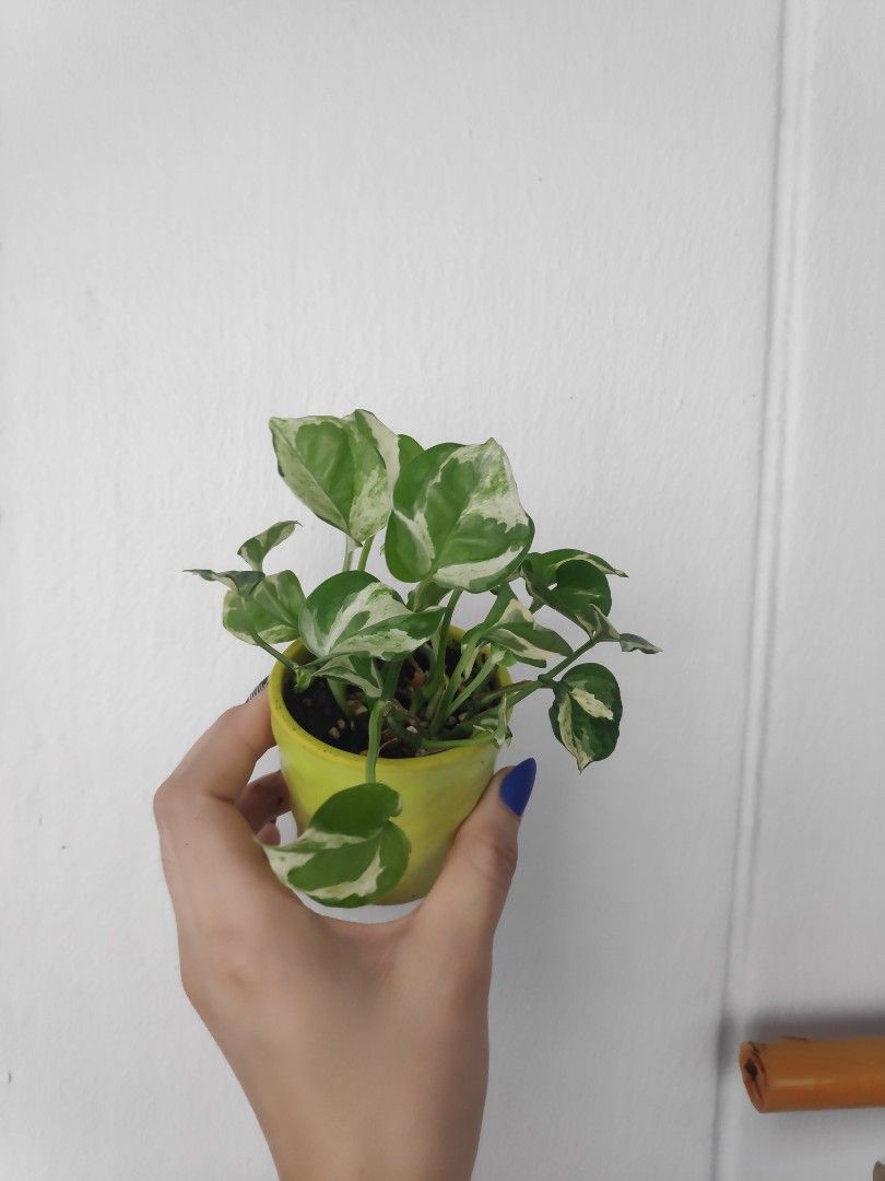 Potted mini Pothos & Joy, Furniture & Home Living, Gardening, Plants ...