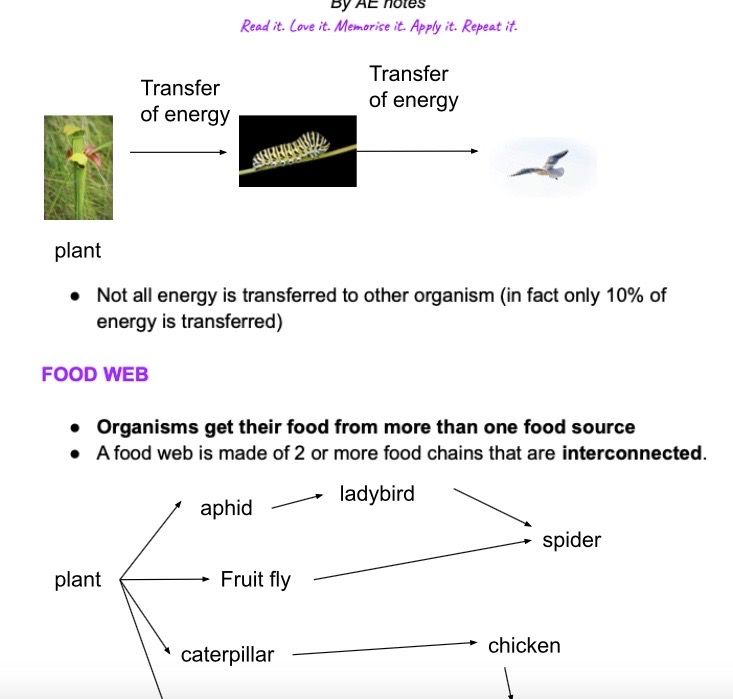 PSLE P6 Science Self Written Notes - Chapter - Web of life / Food Chain ...