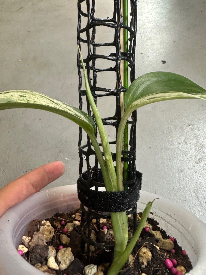 Scindapsus Blue Albo, Furniture & Home Living, Gardening, Plants ...