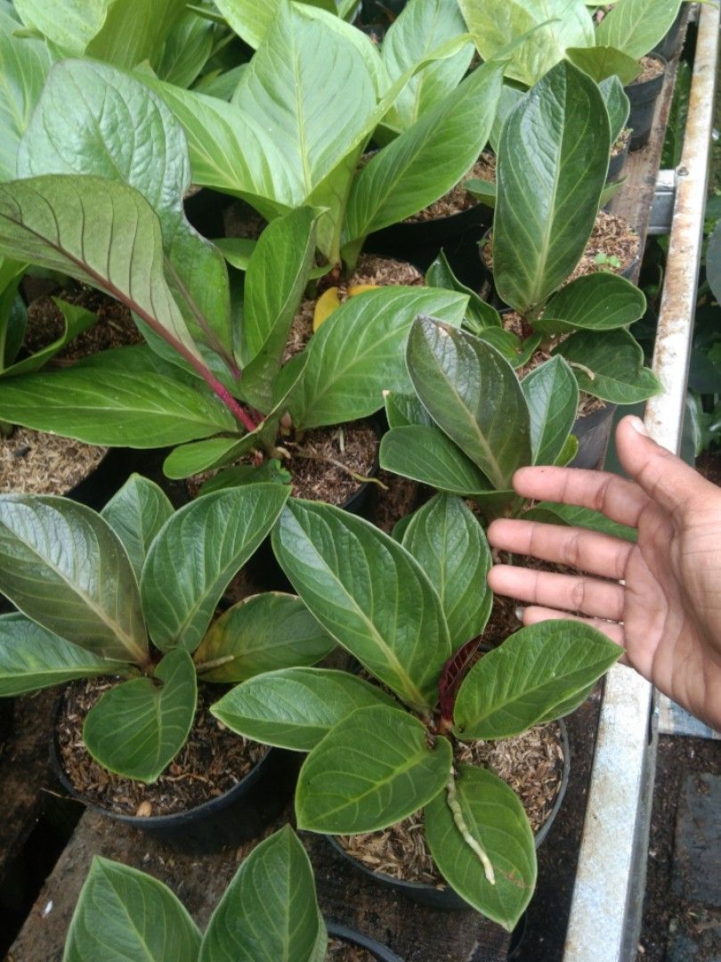 Anthurium jemani purba, Perkebunan di Carousell