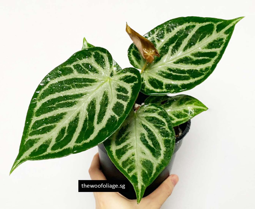 Anthurium Silver Blush x Silver Hope, Furniture & Home Living ...