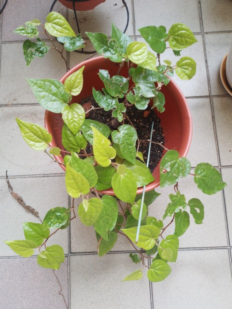 Beetle Plant with pot and stand, Furniture & Home Living, Gardening ...