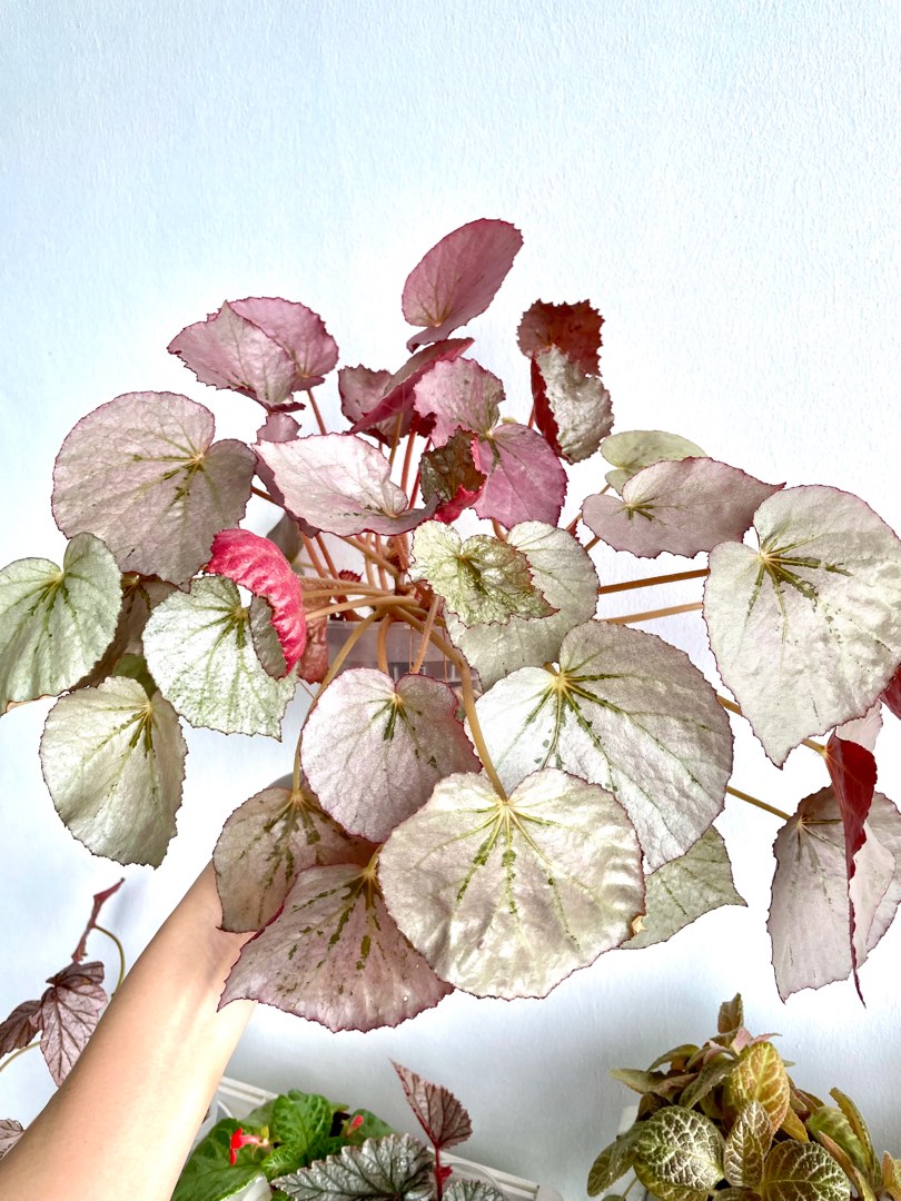 Begonia Martin Mystery (Bushy Pot), Furniture & Home Living, Gardening ...