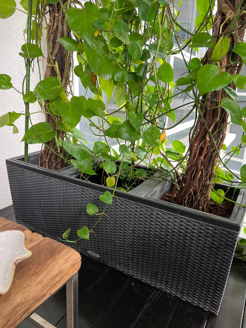 Black triple planters for outdoor, Furniture & Home Living, Gardening ...