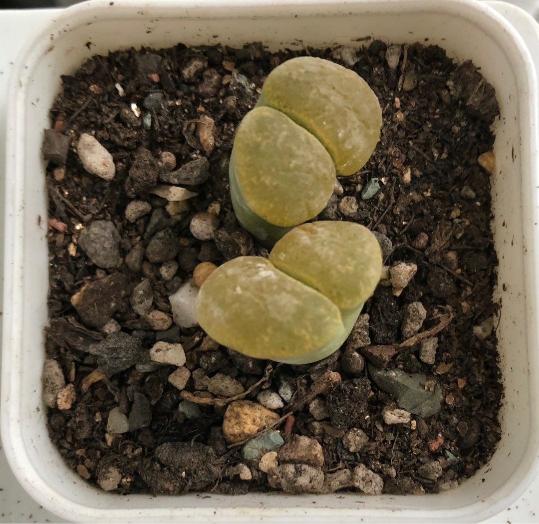 Double Lithops with pot, Furniture & Home Living, Gardening, Plants ...