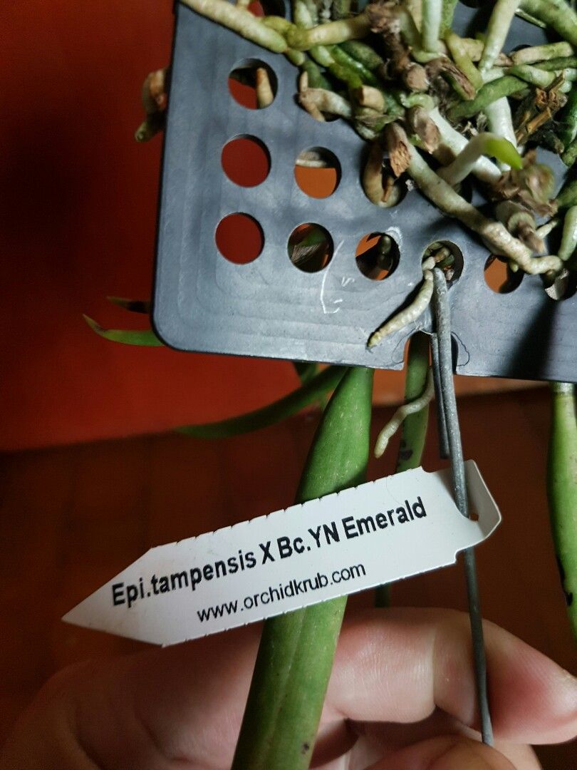 Epi. tampensis x Bc. YN Emerald Orchid, Furniture & Home Living ...