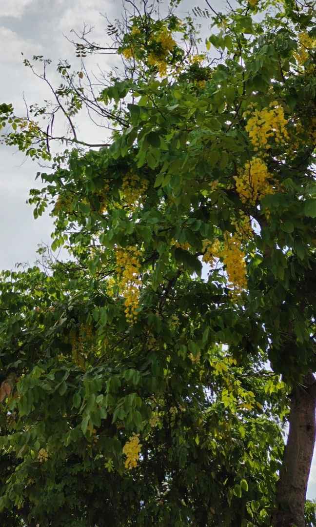 Flower tree seed golden shower trees cassia biji pokok besar bungah emas, Everything Else ...