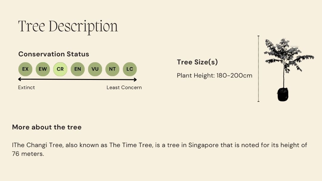 Hopea Sangal [Changi tree], Furniture & Home Living, Gardening, Plants ...