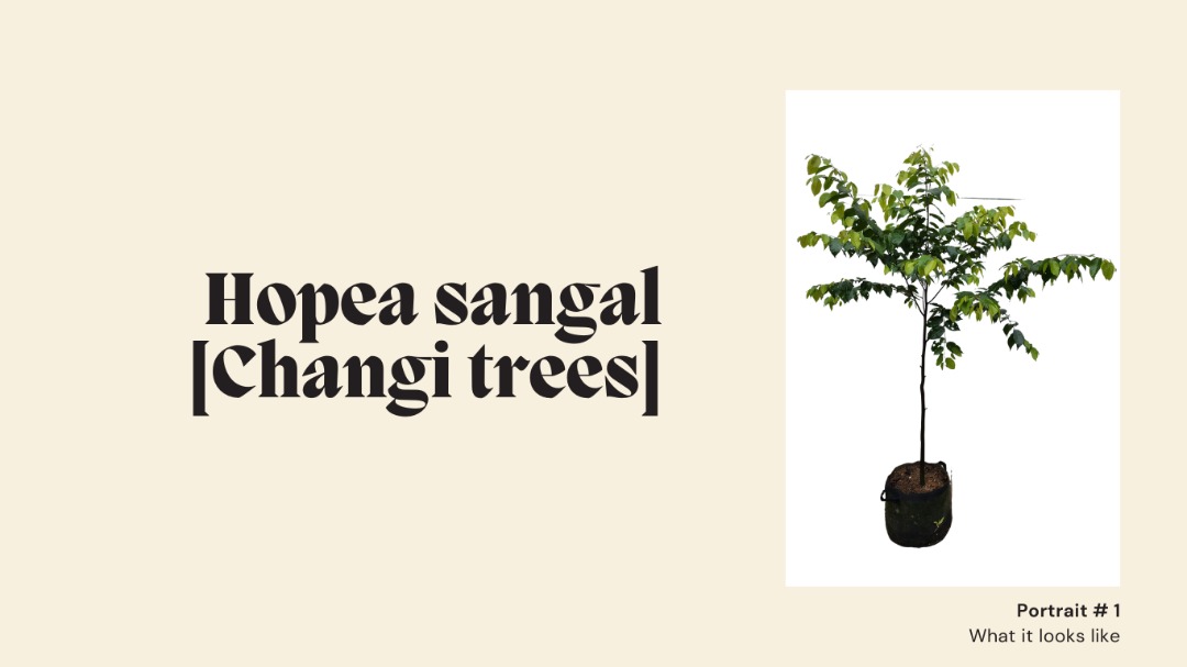 Hopea Sangal [Changi tree], Furniture & Home Living, Gardening, Plants ...