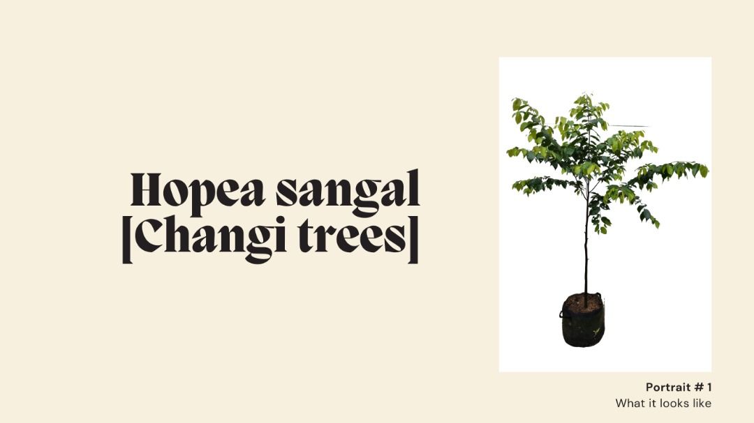 Hopea Sangal [Changi tree], Furniture & Home Living, Gardening, Plants ...