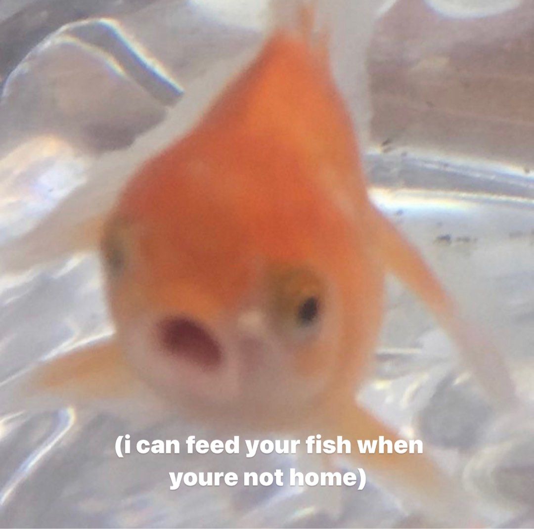 pet walking and/or sitting, fish feeding services, Pet Supplies, Homes ...