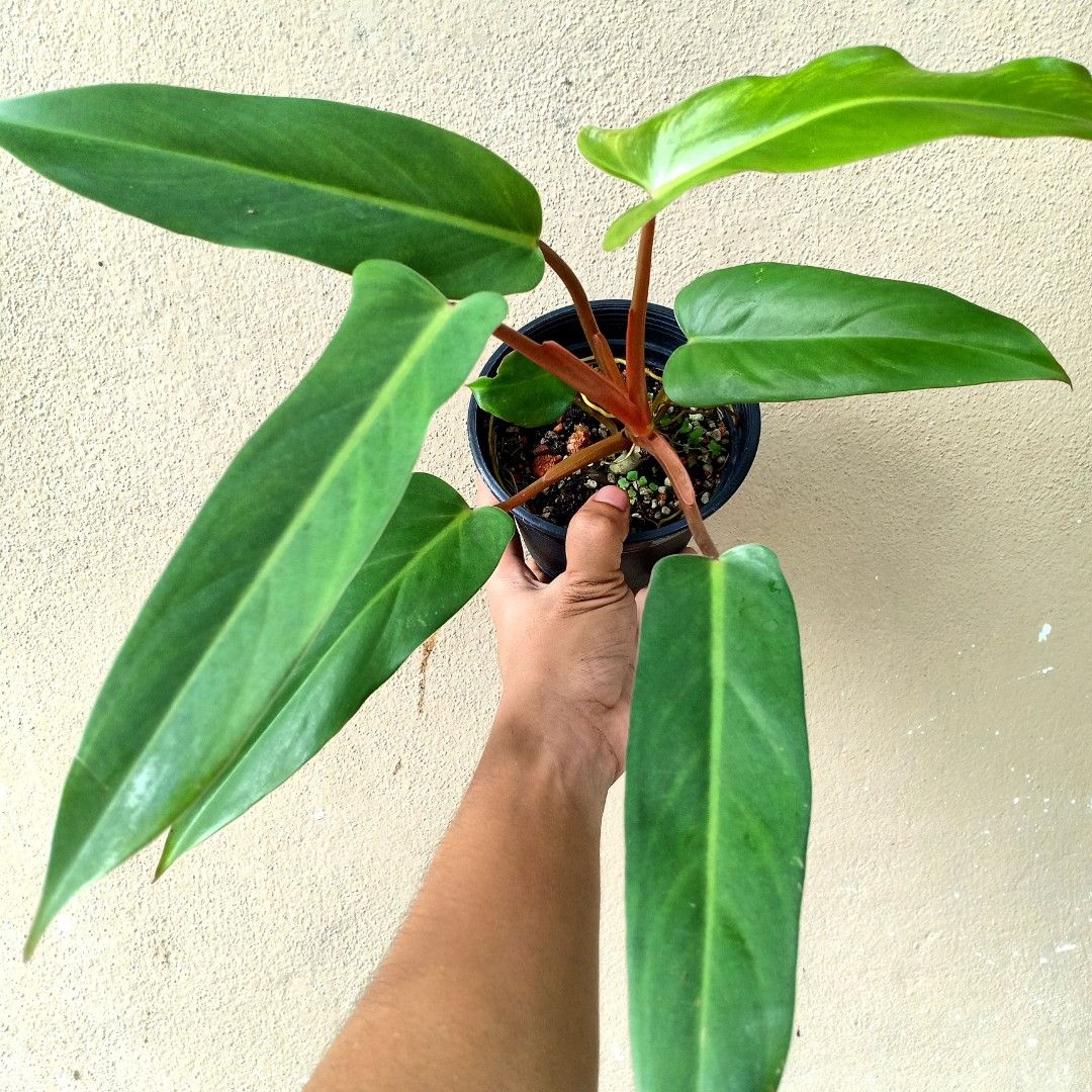 Philodendron Mexicanum, Furniture & Home Living, Gardening, Plants ...