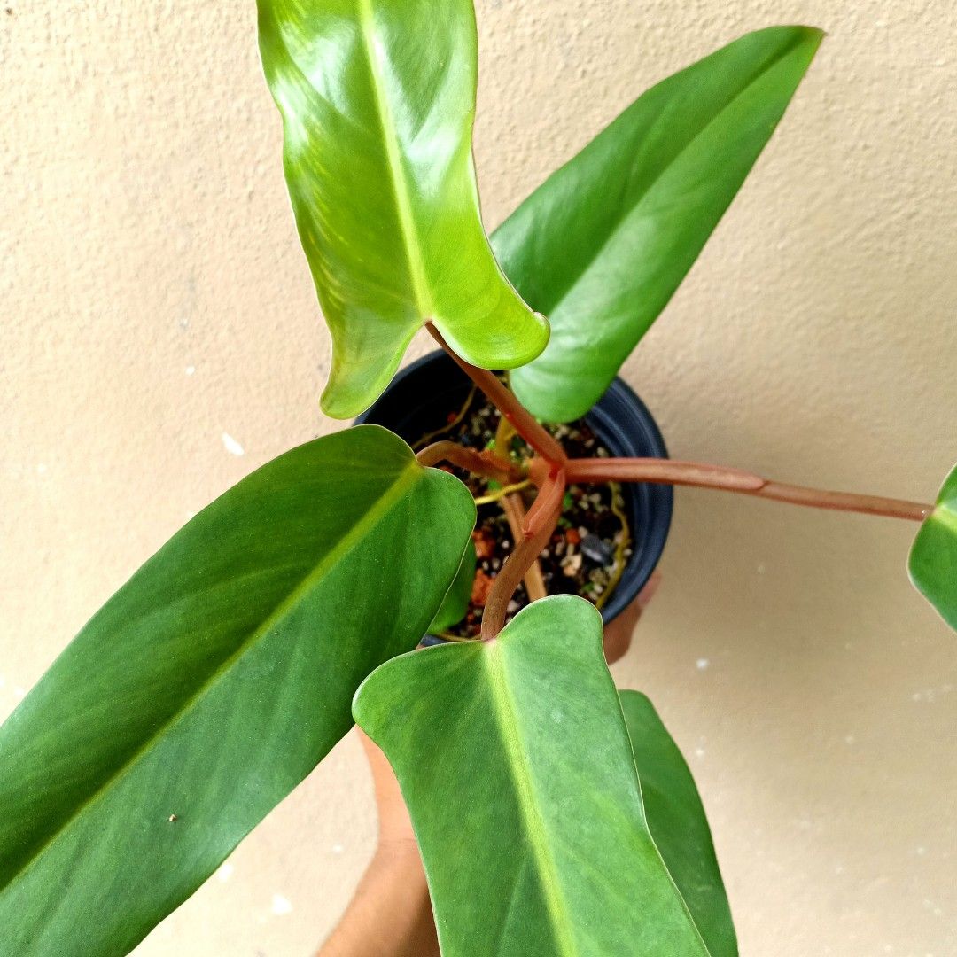 Philodendron Mexicanum, Furniture & Home Living, Gardening, Plants ...