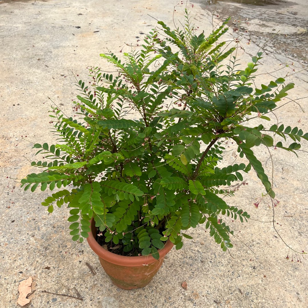Phyllanthus pulcher, Furniture & Home Living, Gardening, Plants & Seeds ...