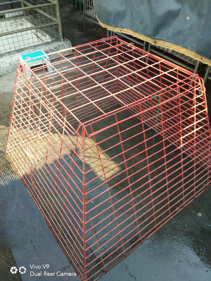 SCRATCH PEN, Pet Supplies, Homes & Other Pet Accessories on Carousell