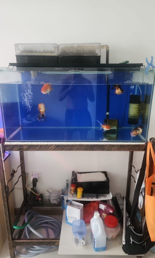 3ft fish tank, Pet Supplies, Homes & Other Pet Accessories on Carousell