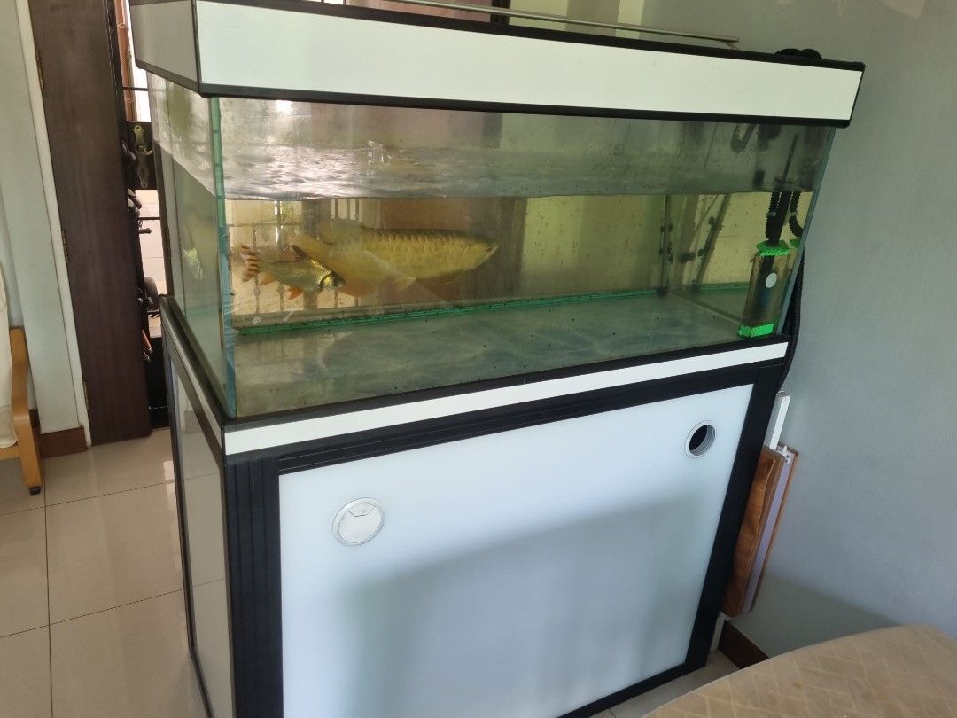 4x2x2 ft tank, Pet Supplies, Homes & Other Pet Accessories on Carousell