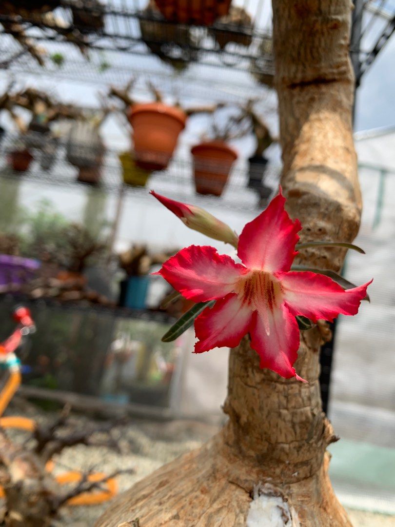 Adenium Nova Tanzania, Furniture & Home Living, Gardening, Plants ...