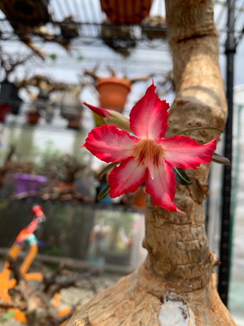 Adenium Nova Tanzania, Furniture & Home Living, Gardening, Plants ...