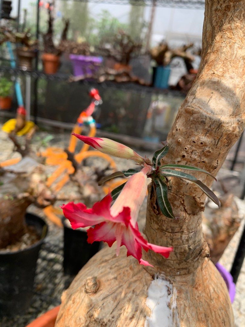 Adenium Nova Tanzania, Furniture & Home Living, Gardening, Plants ...