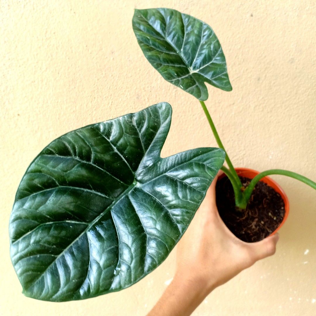 Alocasia Sinuata, Furniture & Home Living, Gardening, Plants & Seeds on ...