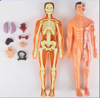 anatomy doll . Barbie Ken size, Hobbies & Toys, Toys & Games on Carousell