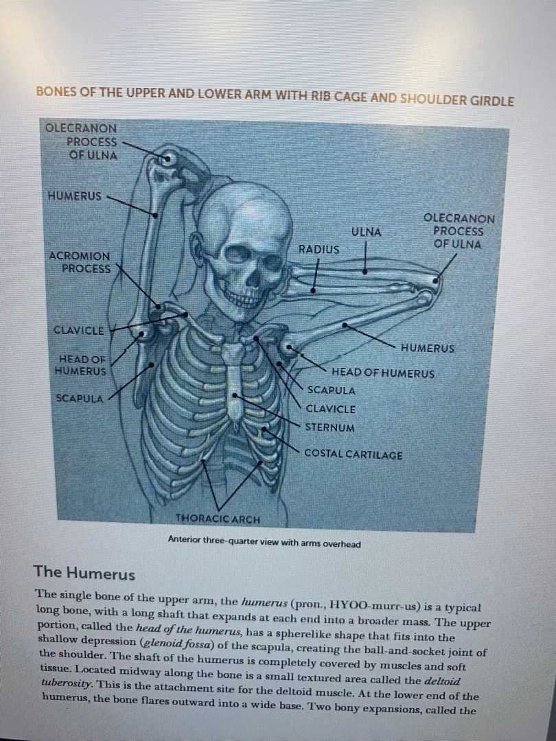 Classic Human Anatomy in Motion, Hobbies & Toys, Art & Prints on Carousell