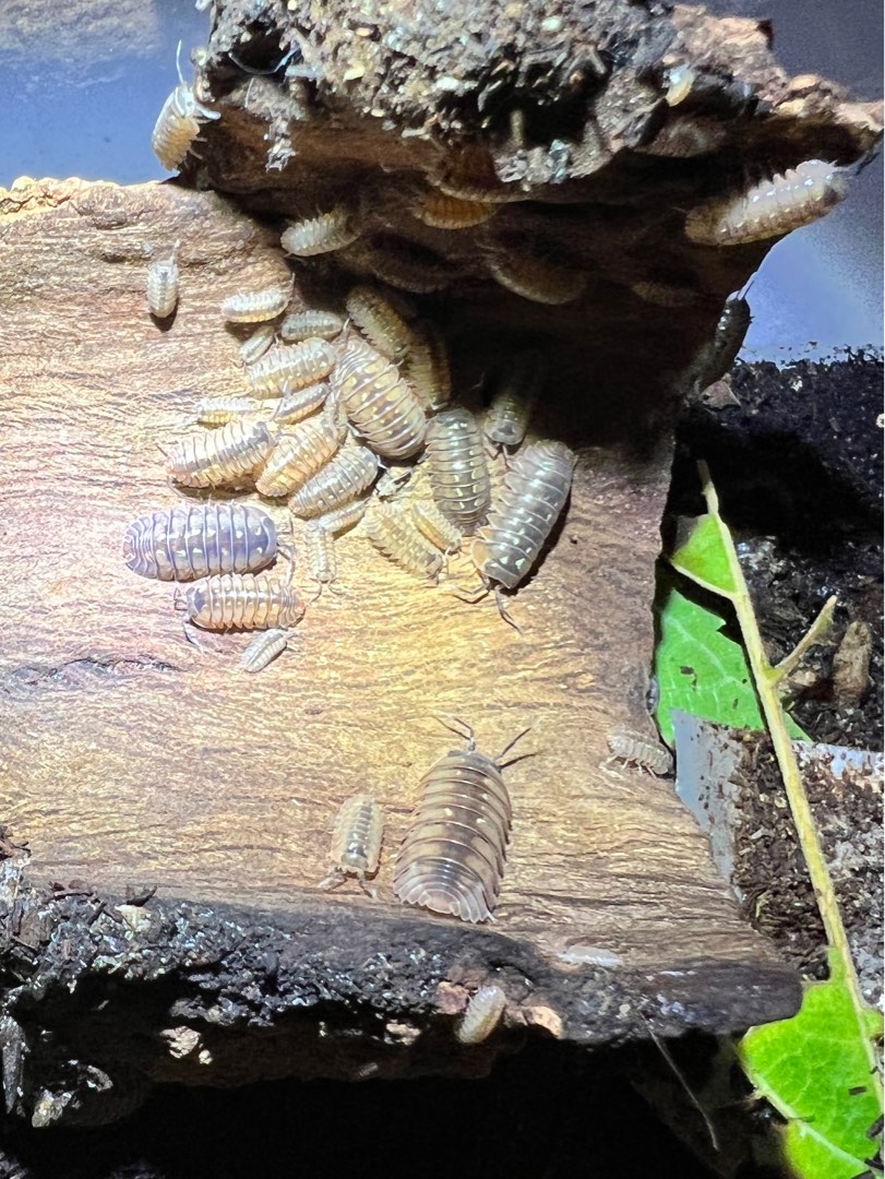 Feeder isopods dream, Pet Supplies, Pet Food on Carousell