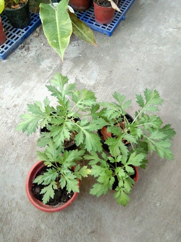 Hilbas / Mugwort Plant / Damong Maria, Furniture & Home Living ...