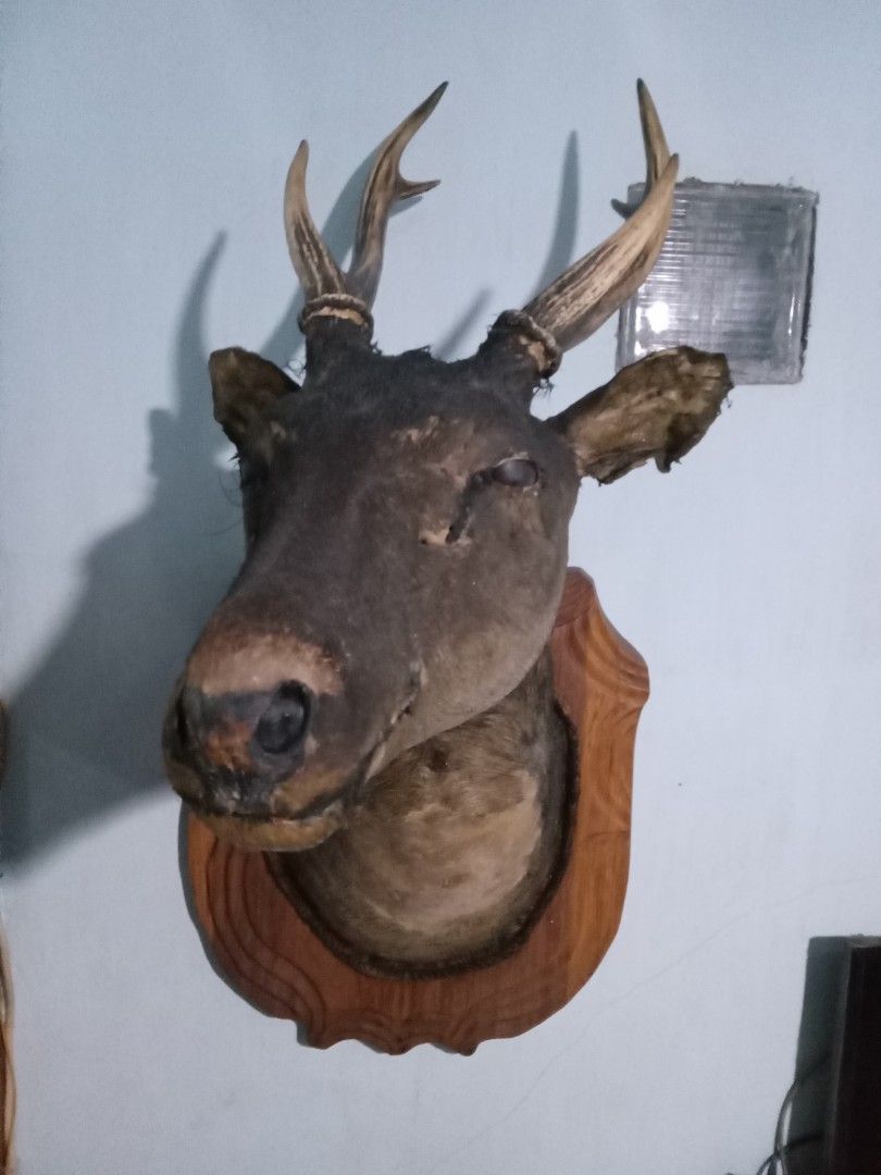 Kepala rusa tanduk enam koleksi antik dekorasi vintage pajangan retro ...