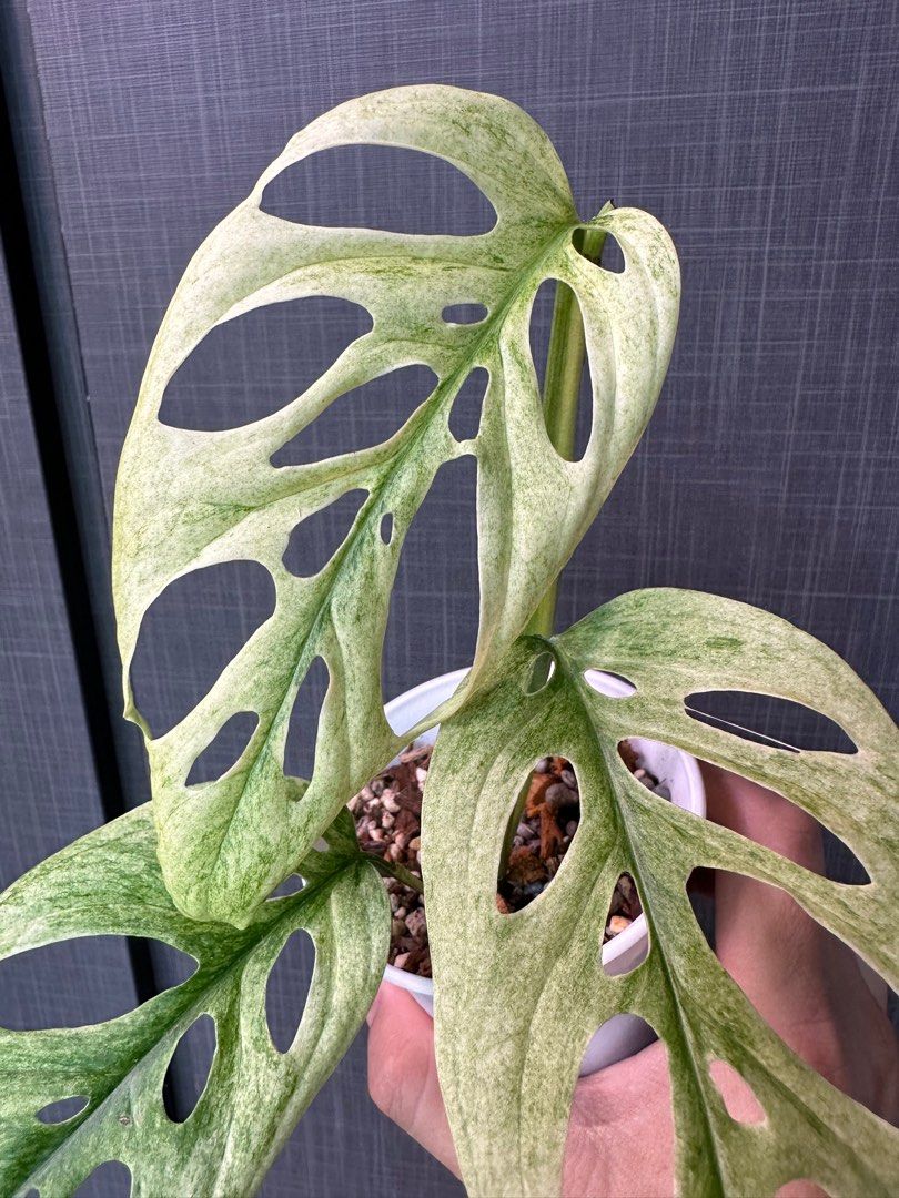 Monstera Acuminata Mint Top Cut, Furniture & Home Living, Gardening ...