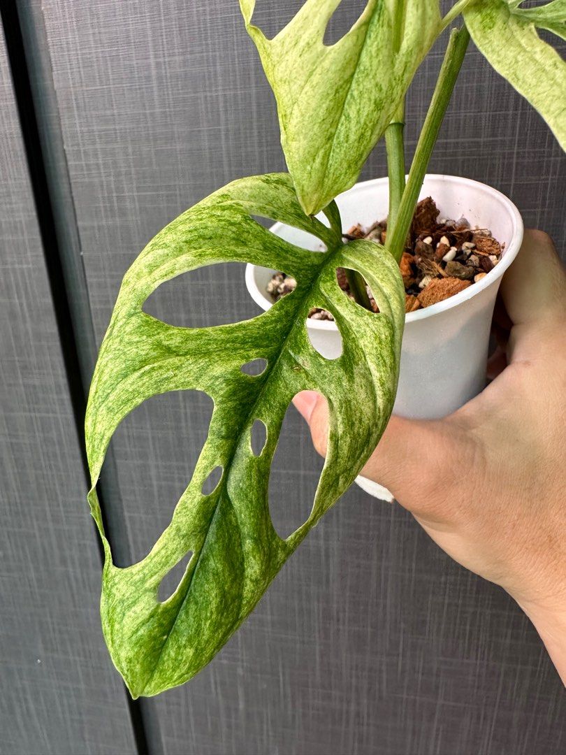 Monstera Acuminata Mint Top Cut, Furniture & Home Living, Gardening ...