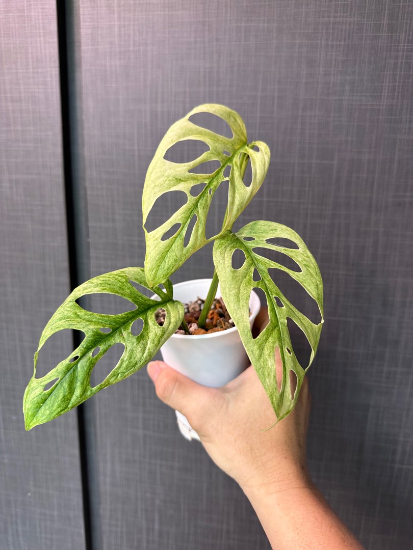 Monstera Acuminata Mint Top Cut, Furniture & Home Living, Gardening ...