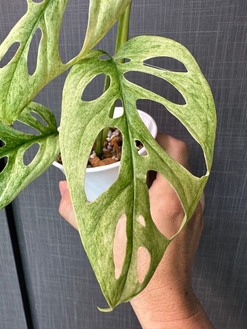Monstera Acuminata Mint Top Cut, Furniture & Home Living, Gardening ...