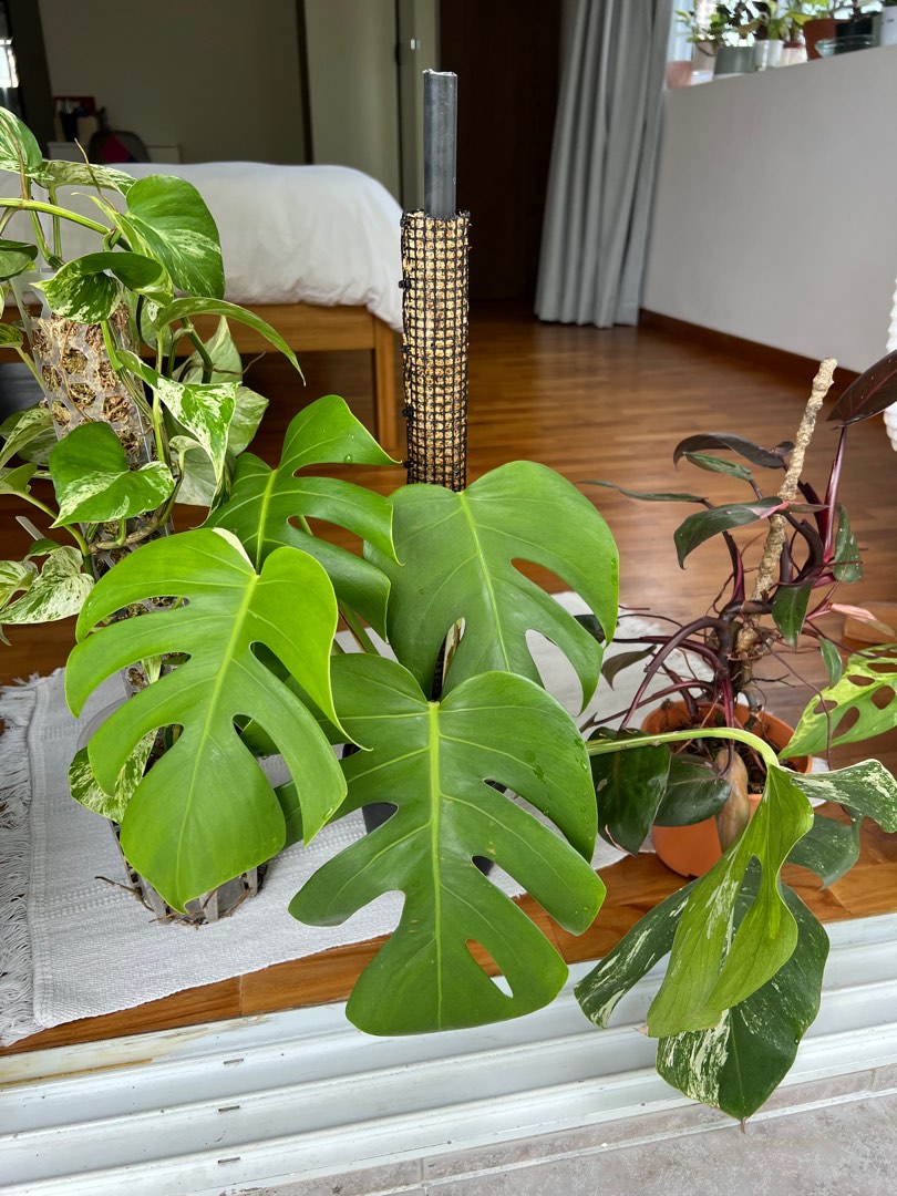 Monstera Deliciosa (reverted albo), Furniture & Home Living, Gardening ...