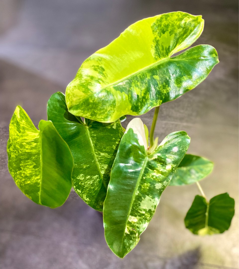 Philodendron Burle Marx Variegated- 2, Furniture & Home Living ...