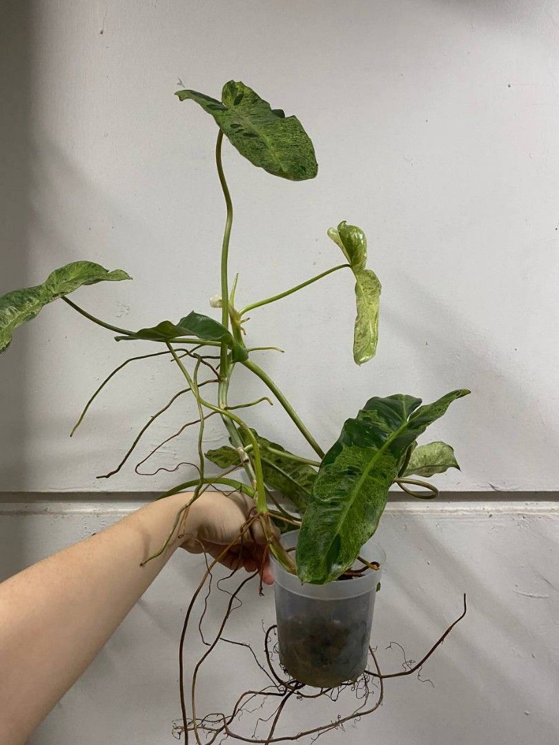 philodendron Paraiso Verde plant in transparent flower pot / indoor ...