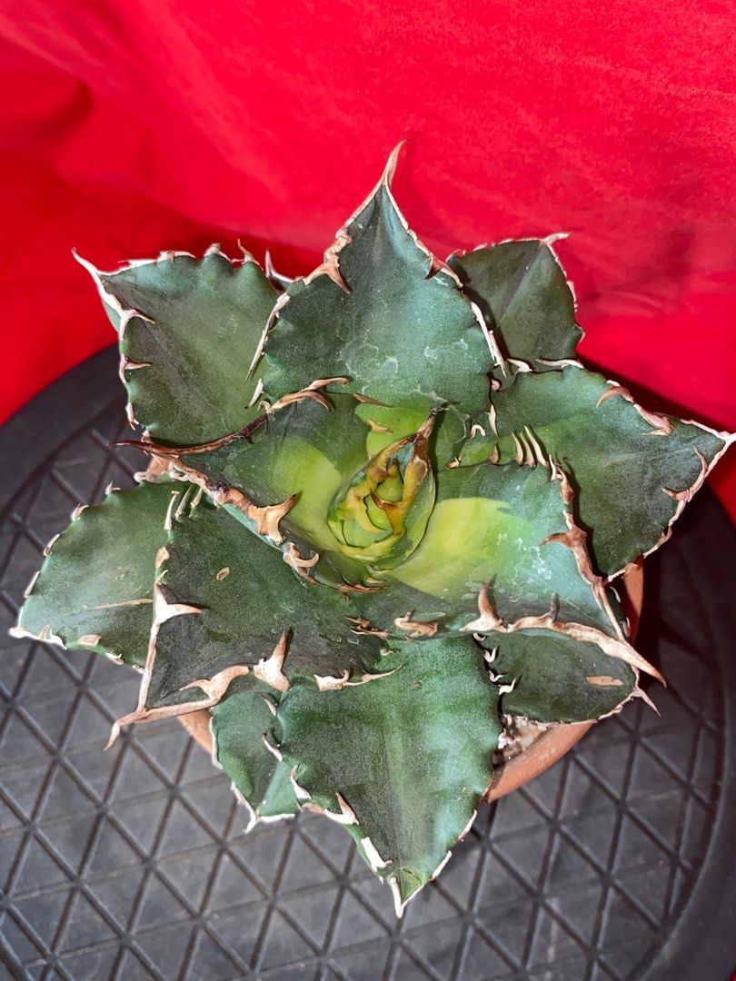 Agave Titanota Solar Eclipse 12.7 cm Across with New Growth, Furniture & Home Living, Gardening ...