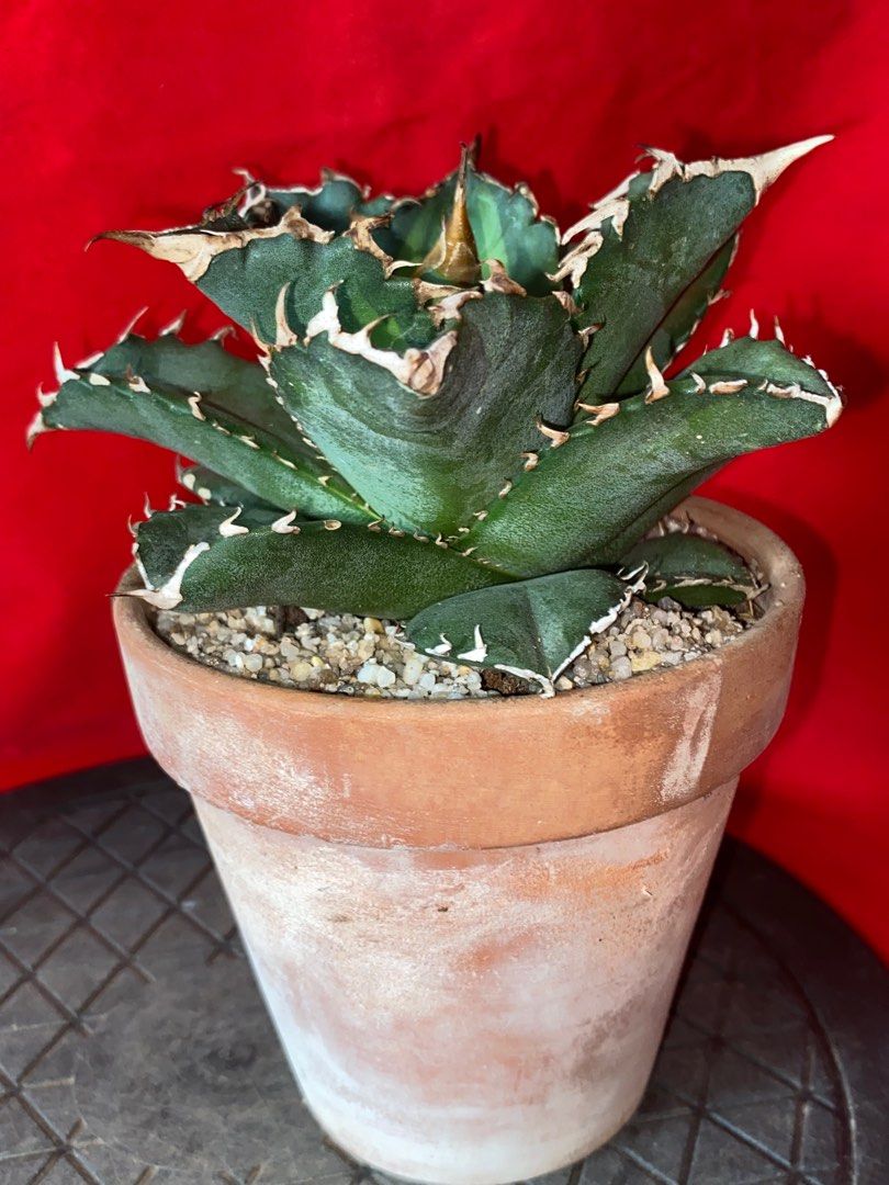 Agave Titanota Solar Eclipse 12.7 cm Across with New Growth, Furniture ...