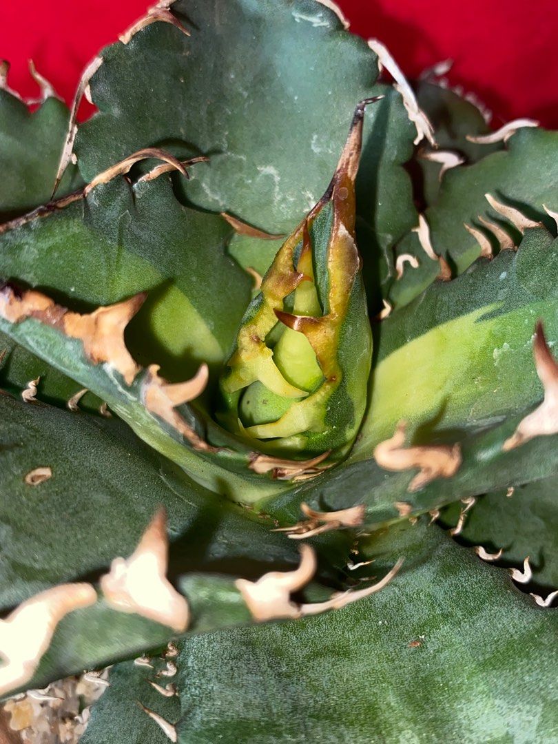 Agave Titanota Solar Eclipse 12.7 cm Across with New Growth, Furniture ...