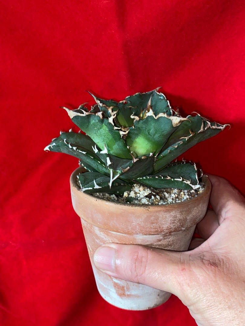 Agave Titanota Solar Eclipse 12.7 cm Across with New Growth, Furniture ...