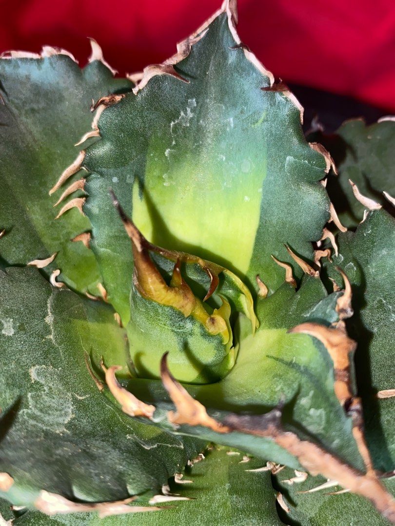 Agave Titanota Solar Eclipse 12.7 cm Across with New Growth, Furniture ...