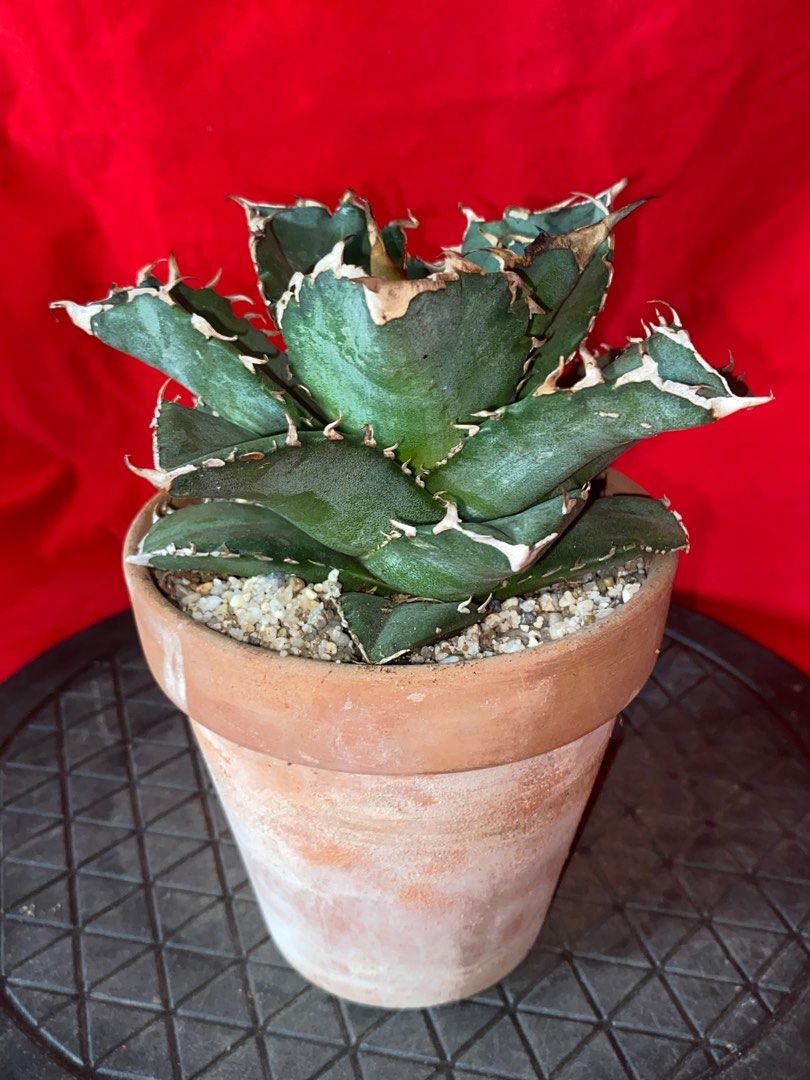 Agave Titanota Solar Eclipse 12.7 cm Across with New Growth, Furniture ...