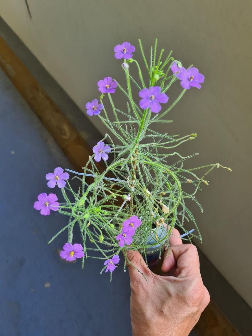 Byblis - carnivorous plant (traps insects), 2-3mths old 30cm height ...