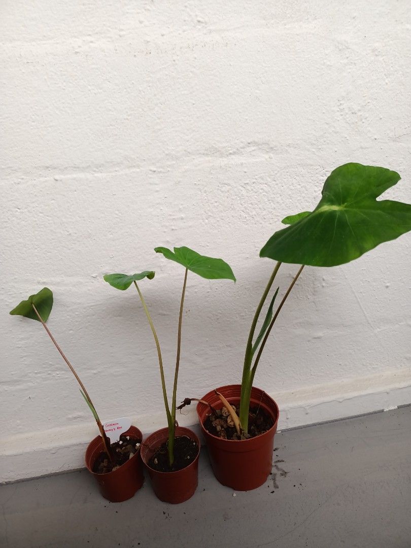 Colocasia midnight bride / Colocasia anubis / colocasia aloha ...