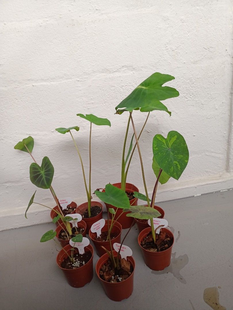 Colocasia midnight bride / Colocasia anubis / colocasia aloha ...
