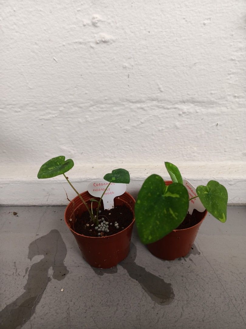 Colocasia midnight bride / Colocasia anubis / colocasia aloha ...