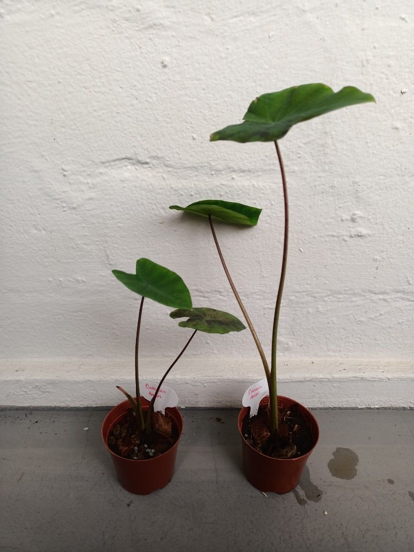 Colocasia midnight bride / Colocasia anubis / colocasia aloha ...