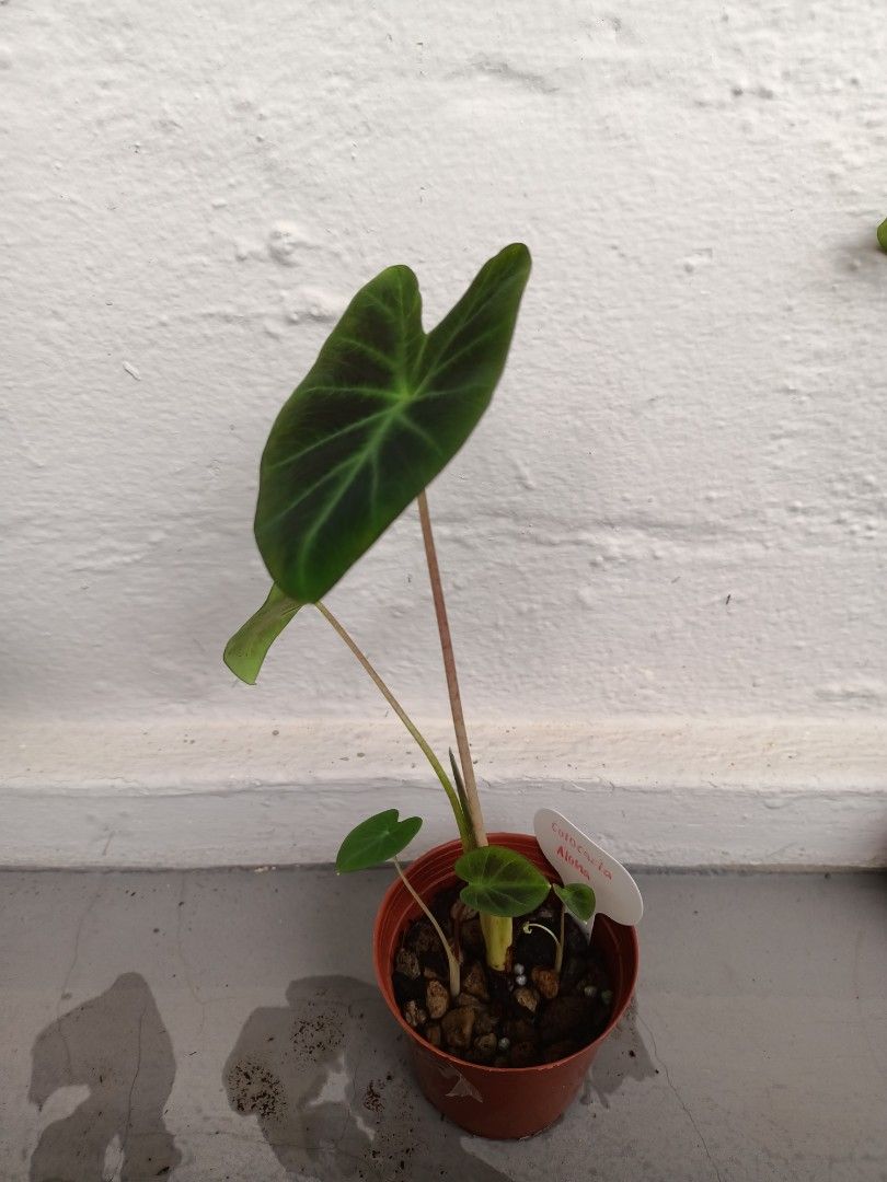 Colocasia midnight bride / Colocasia anubis / colocasia aloha ...