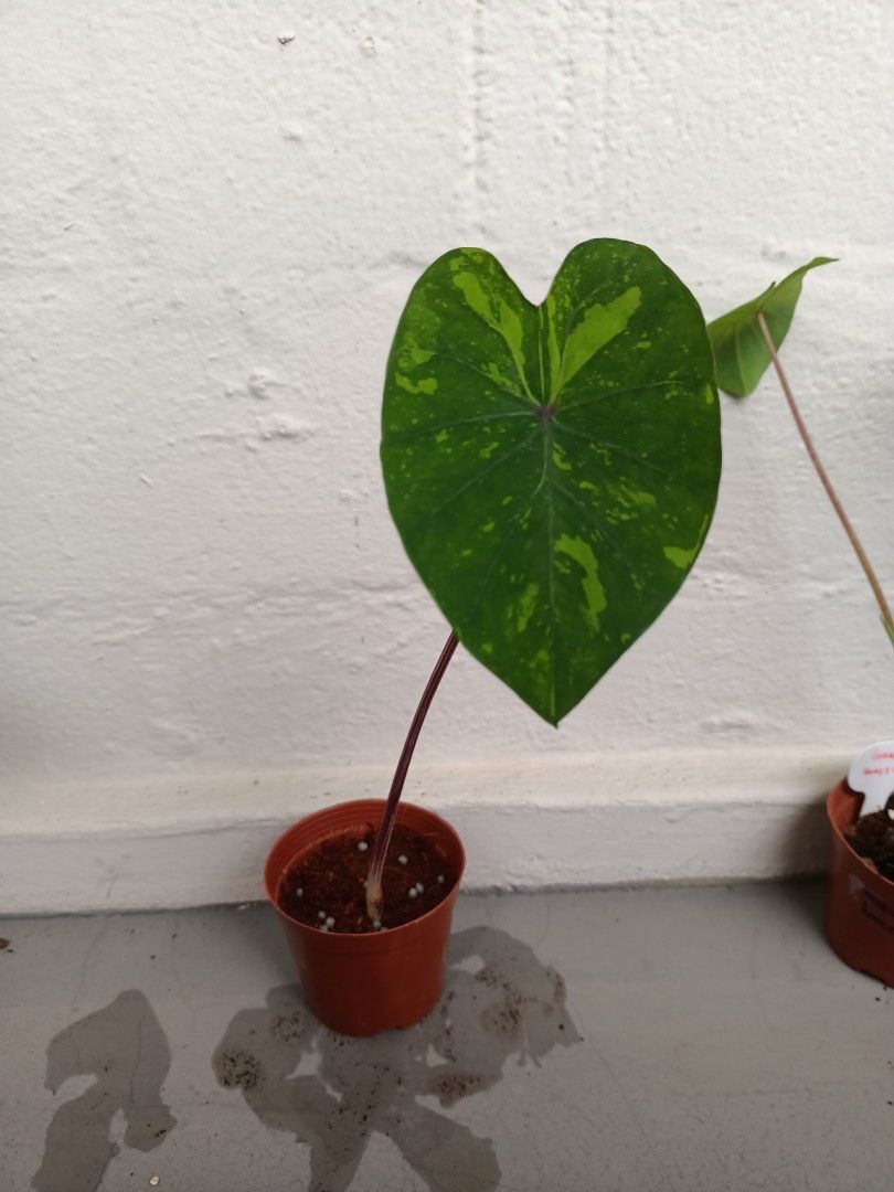 Colocasia midnight bride / Colocasia anubis / colocasia aloha ...